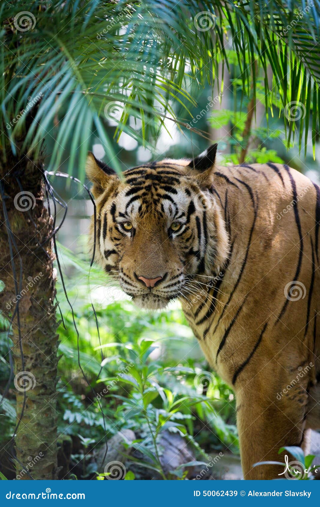 Tiger stock image. Image of wildlife, palm, serious, power - 50062439