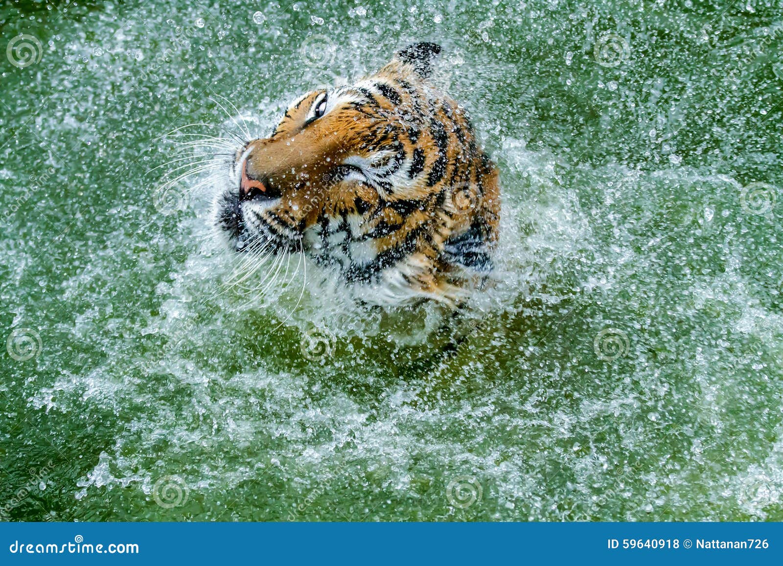 Tiger stock photo. Image of nostrils, bengal, fearful - 59640918