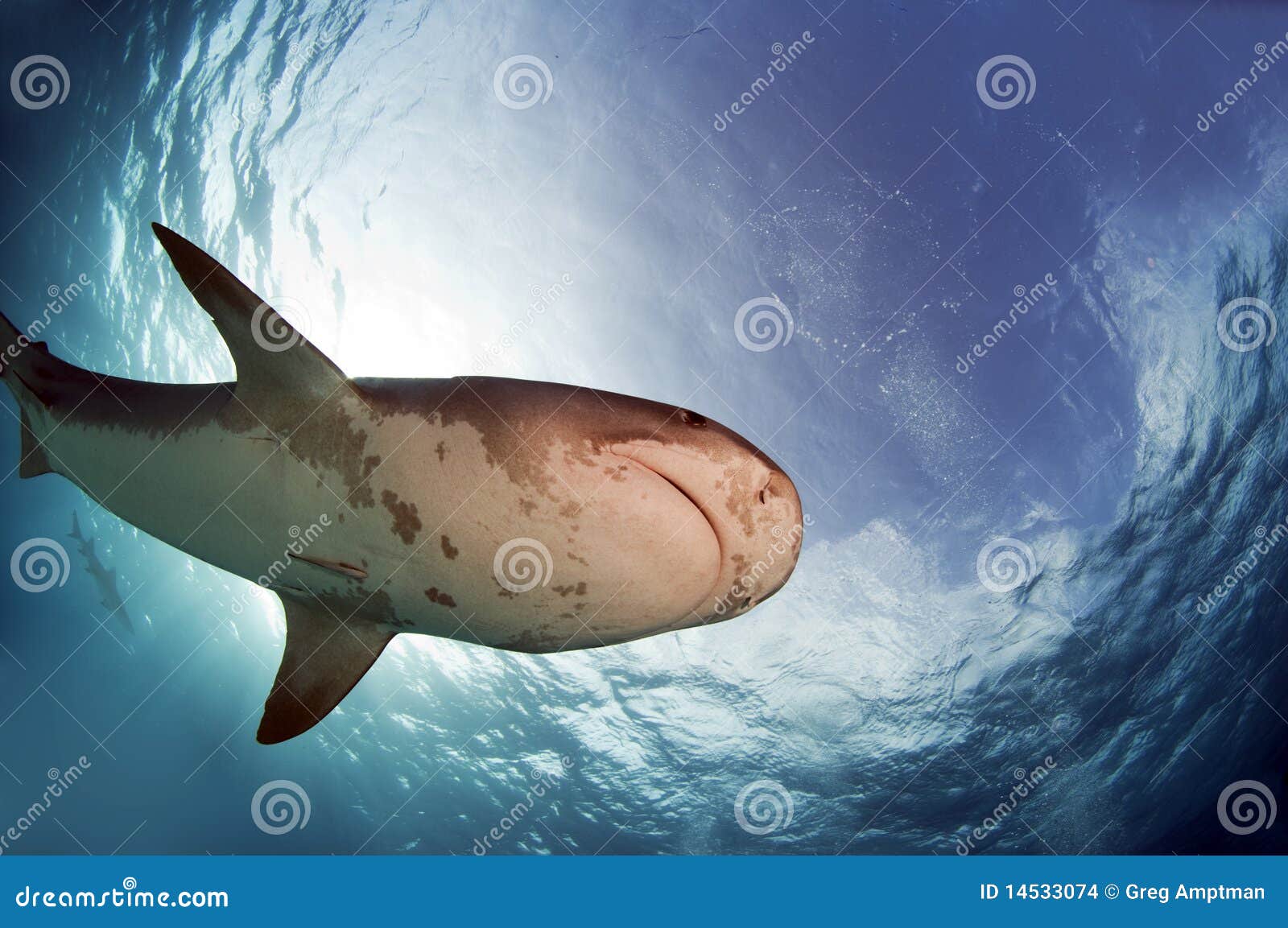 Tiger Shark stock photo. Image of predator, caribbean - 14533074