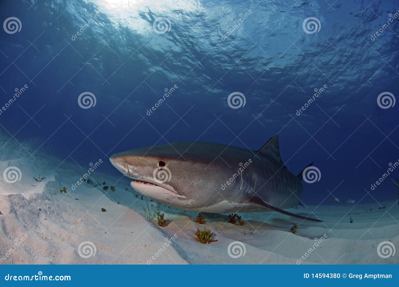 Tiger Shark stock photo. Image of water, bottom, extreme - 14594380