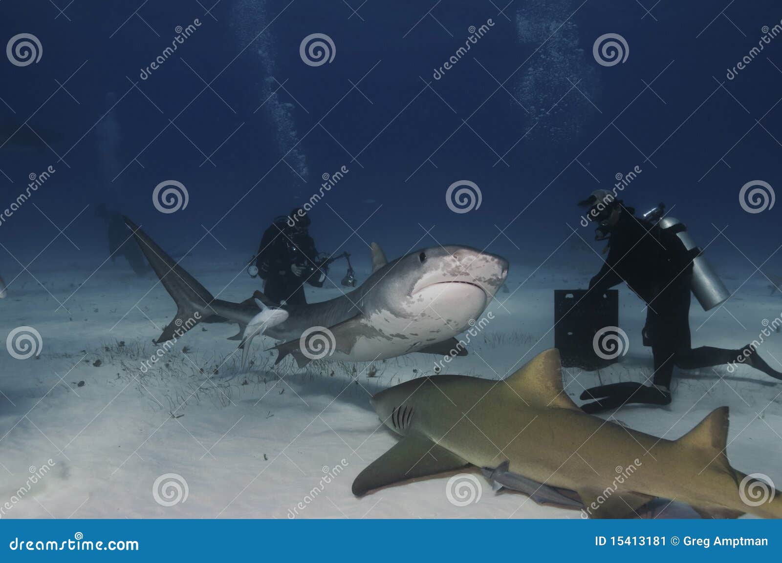 Tiger Shark stock image. Image of underworld, animal - 15413181