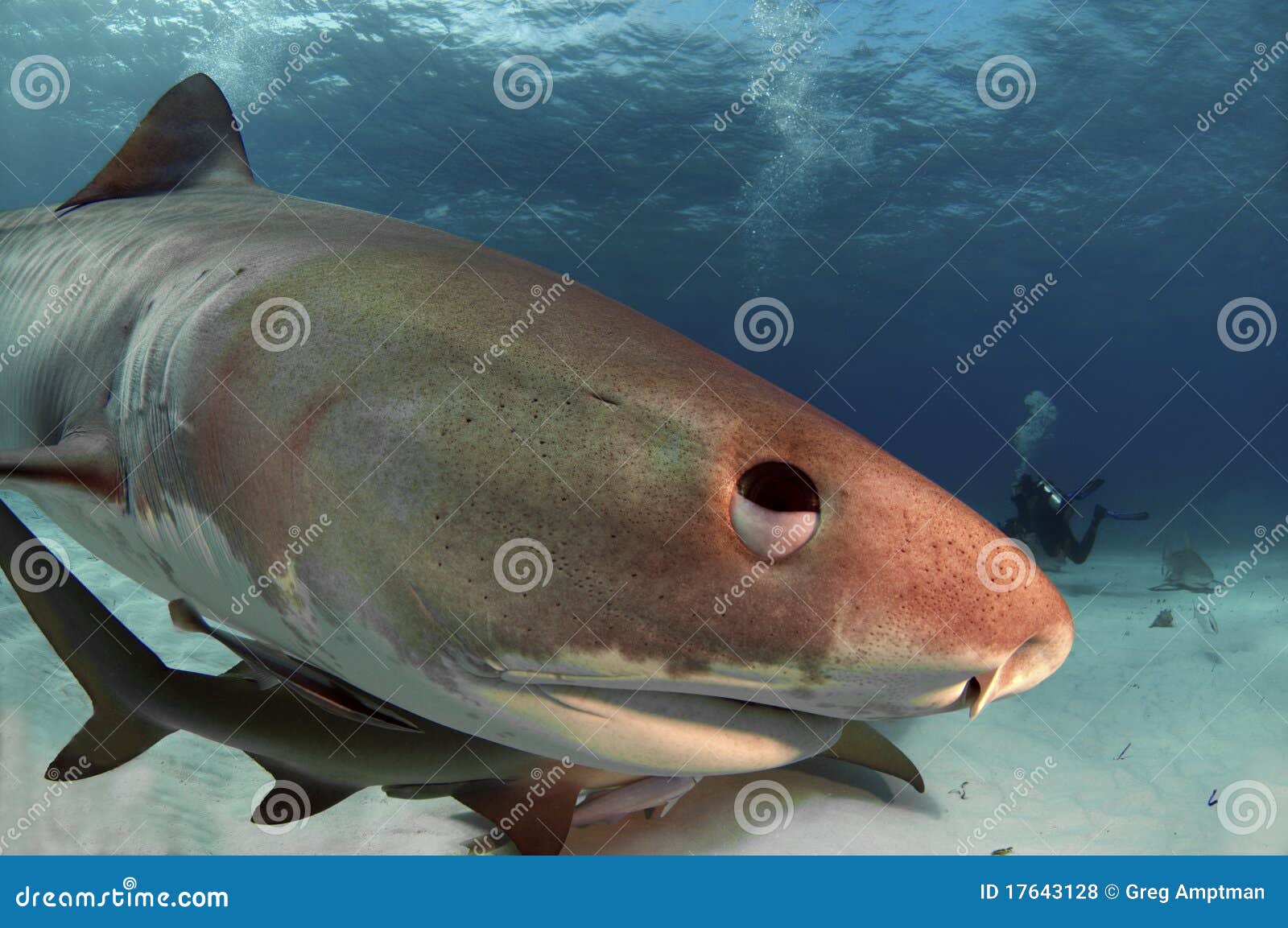 Tiger Shark stock photo. Image of fauna, extreme, predator - 17643128
