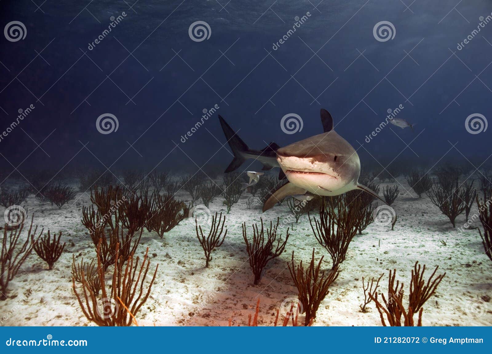 Tiger Shark stock photo. Image of bottom, fish, wildlife - 21282072