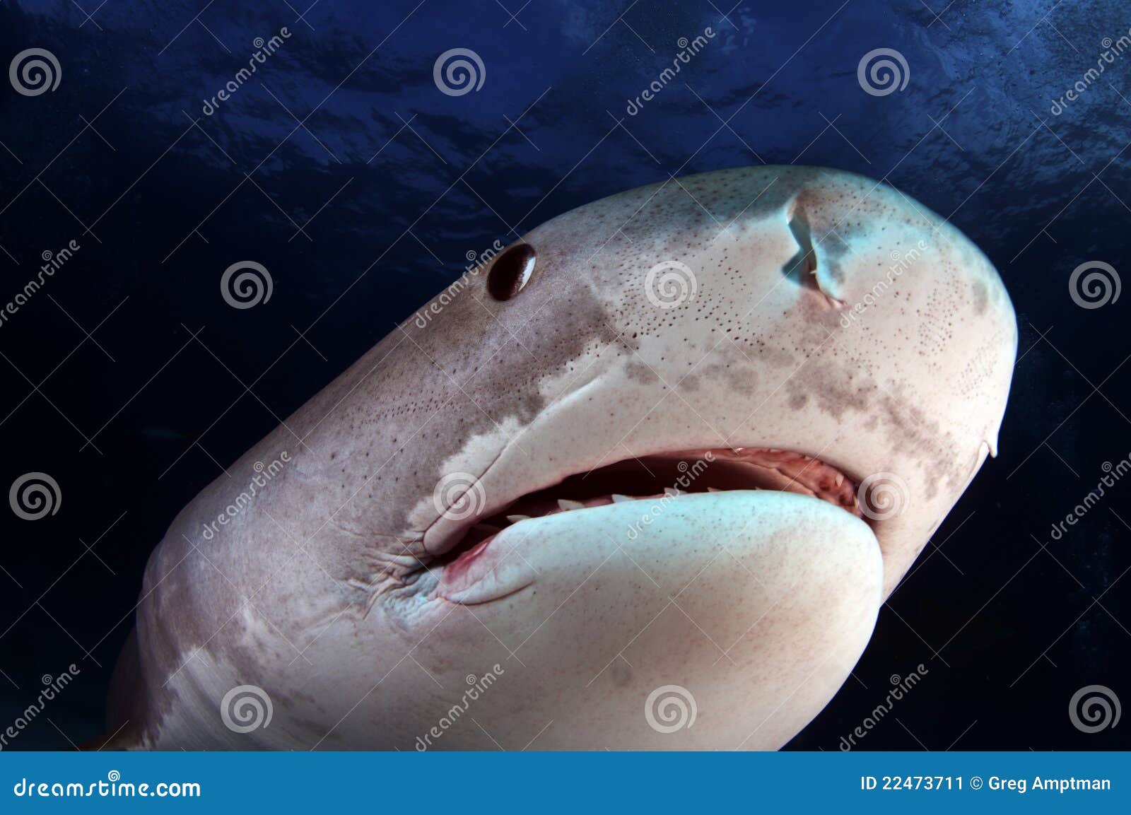 Tiger Shark Bahamas Royalty-Free Stock Photography | CartoonDealer.com ...