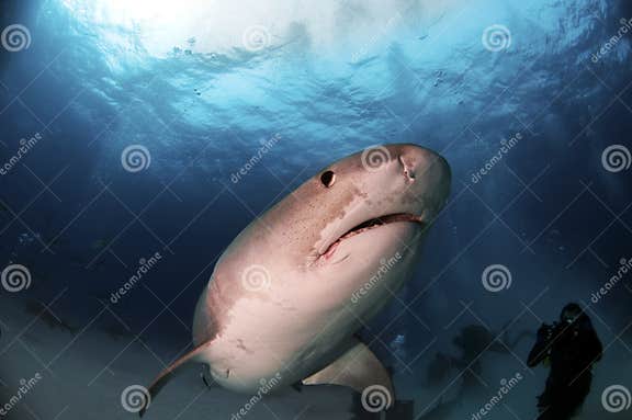 Tiger Shark stock photo. Image of shark, underworld, travel - 22633442