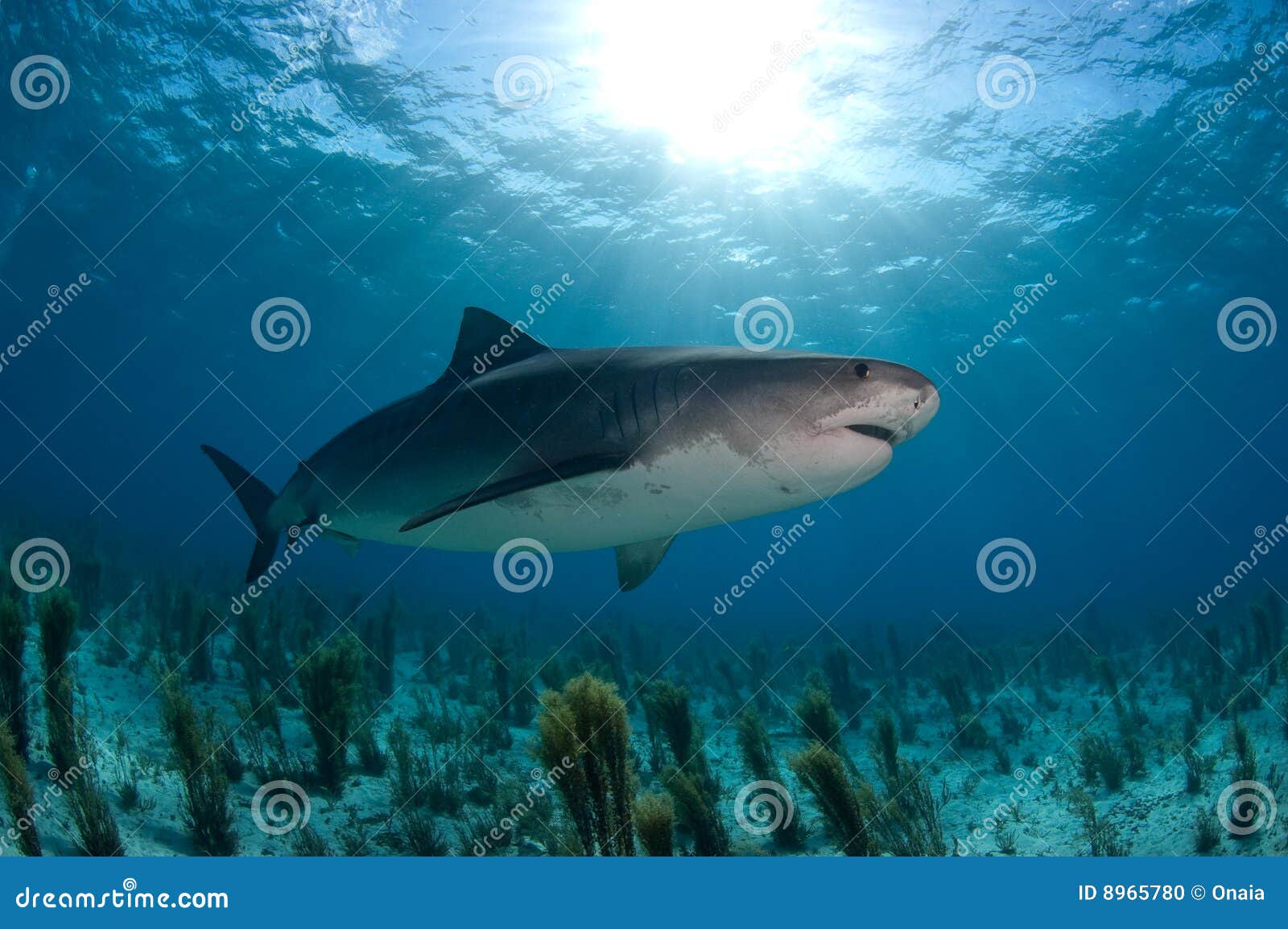 A Tiger Shark Swimming Close To The Surface In The Clear Ocean Royalty ...