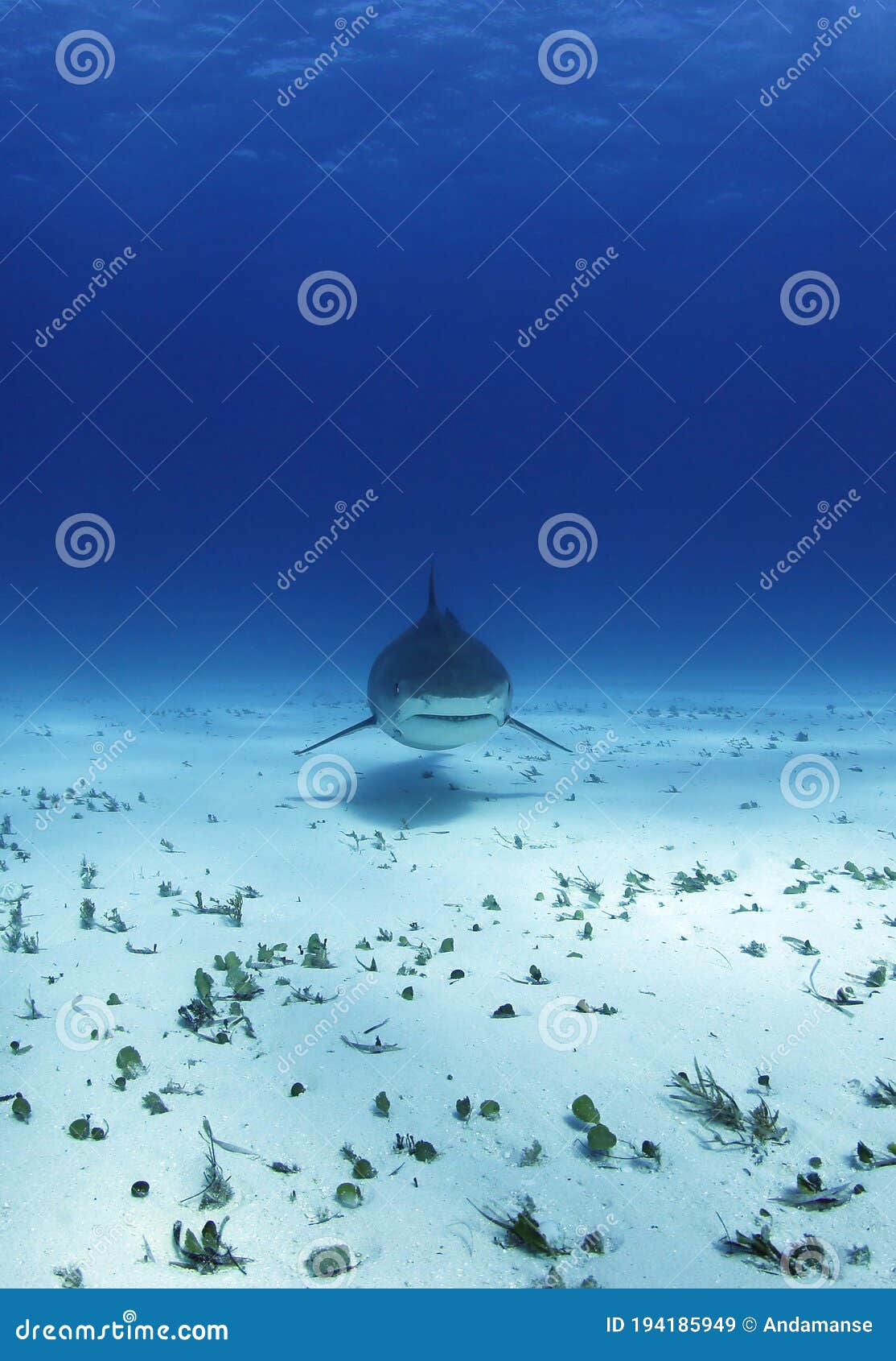 Tiger Shark Approaching stock image. Image of life, sand - 194185949