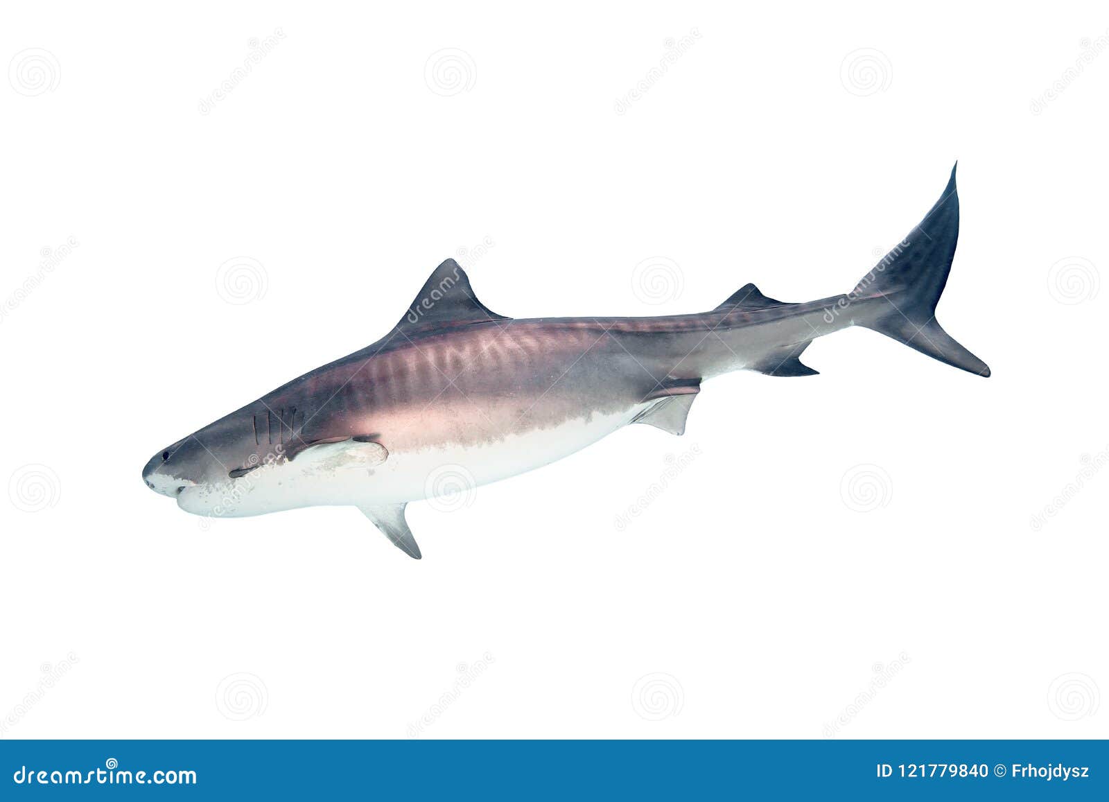 Tiger Shark Side View