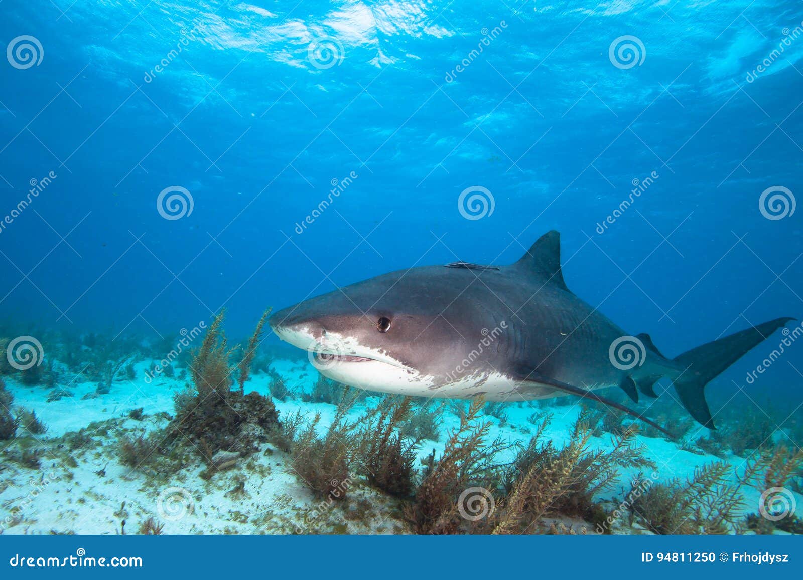 Tiger shark. stock photo. Image of life, interacting - 94811250