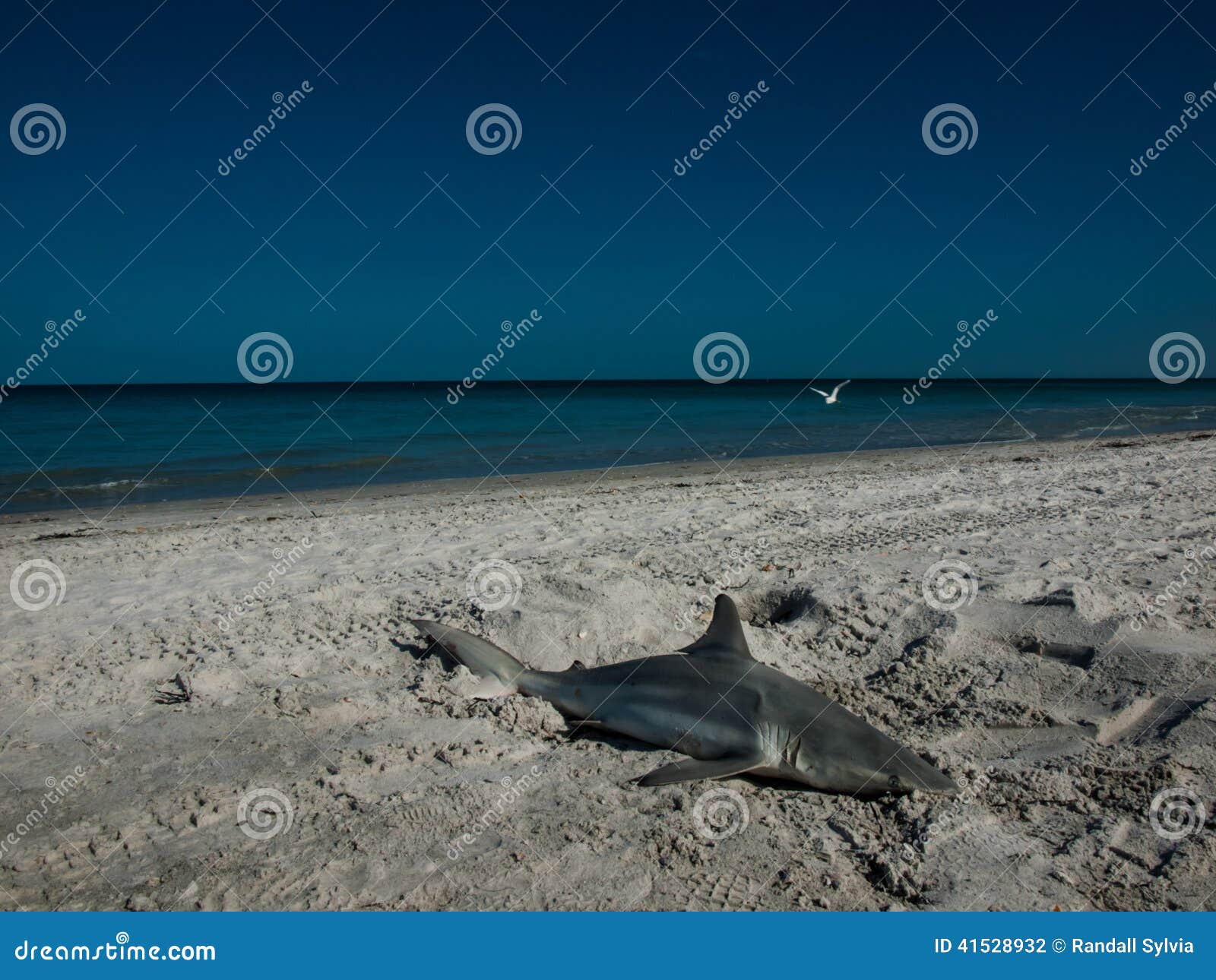 Tiger Shark stock photo. Image of beached, shark, waves - 41528932