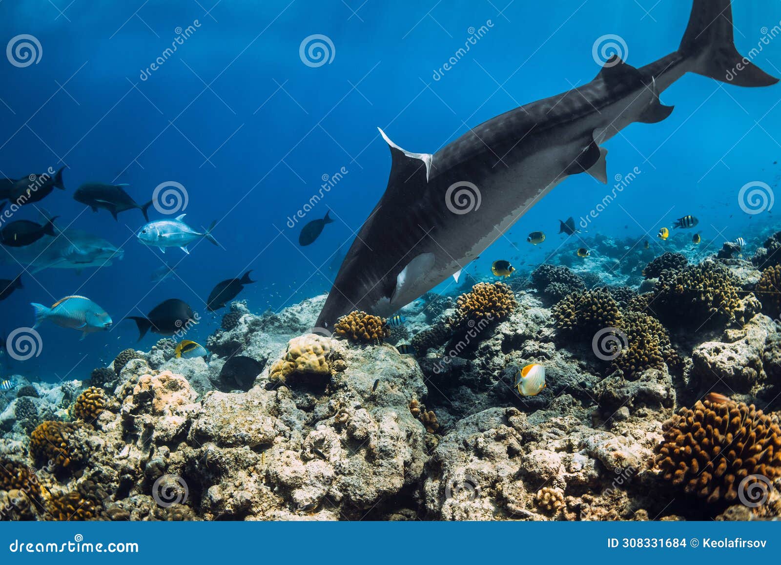 Tiger Shark Eating Fish in Ocean on Coral Reef Stock Photo - Image of ...