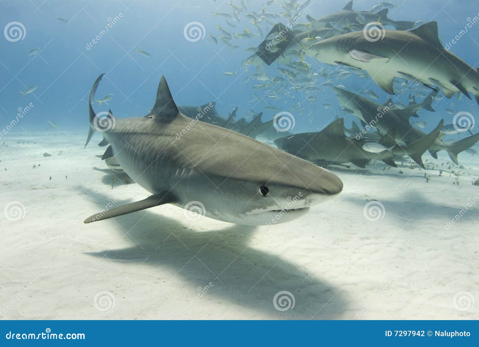 A Tiger Shark Swimming Close To The Surface In The Clear Ocean Royalty ...