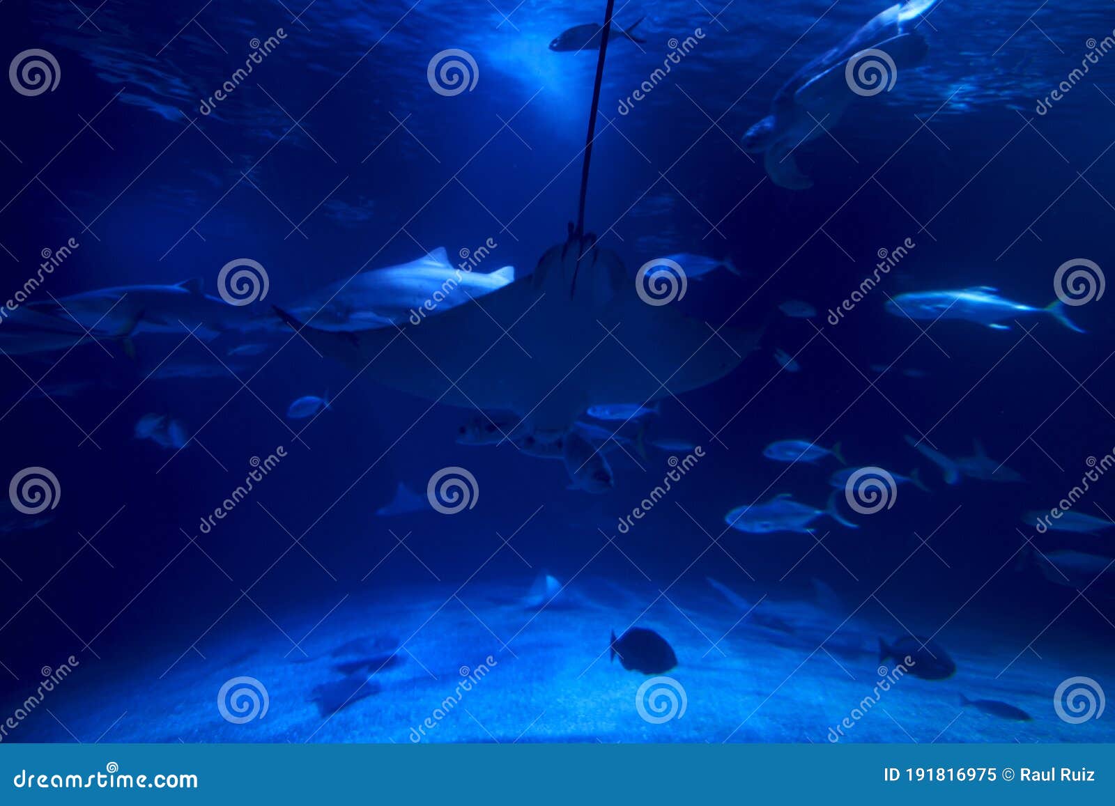 Tiger Shark in the Ocean Surrounded by Fish Stock Image - Image of ...