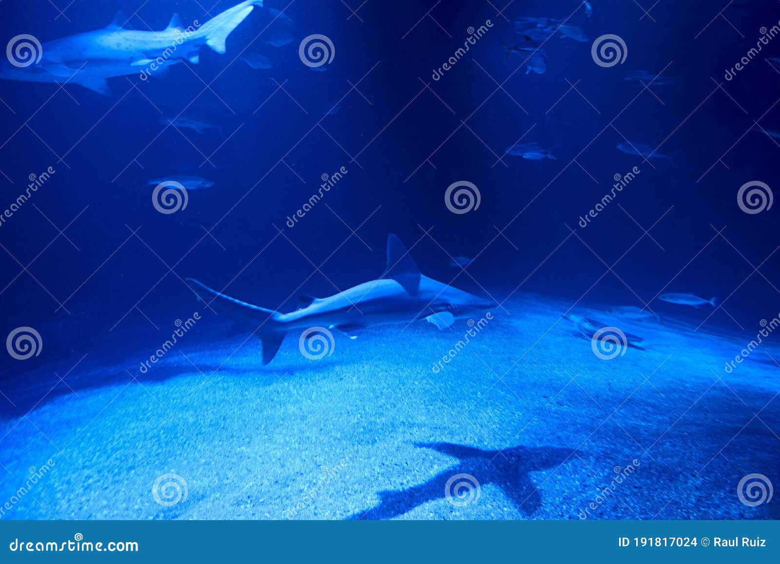 Tiger Shark in the Ocean Surrounded by Fish Stock Photo - Image of ...