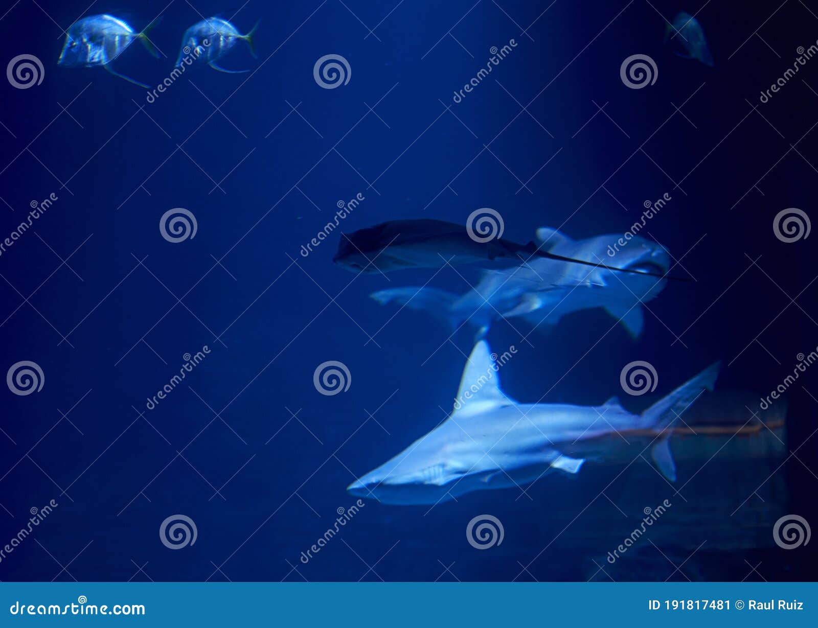 Tiger Shark in the Ocean Surrounded by Fish Stock Image - Image of ...