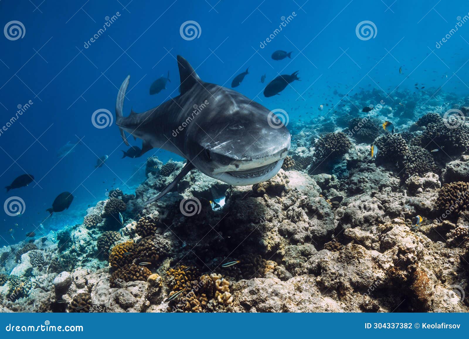 Tiger Shark Swim Close Up in Blue Ocean. Shark with Sharp Teeth Stock ...