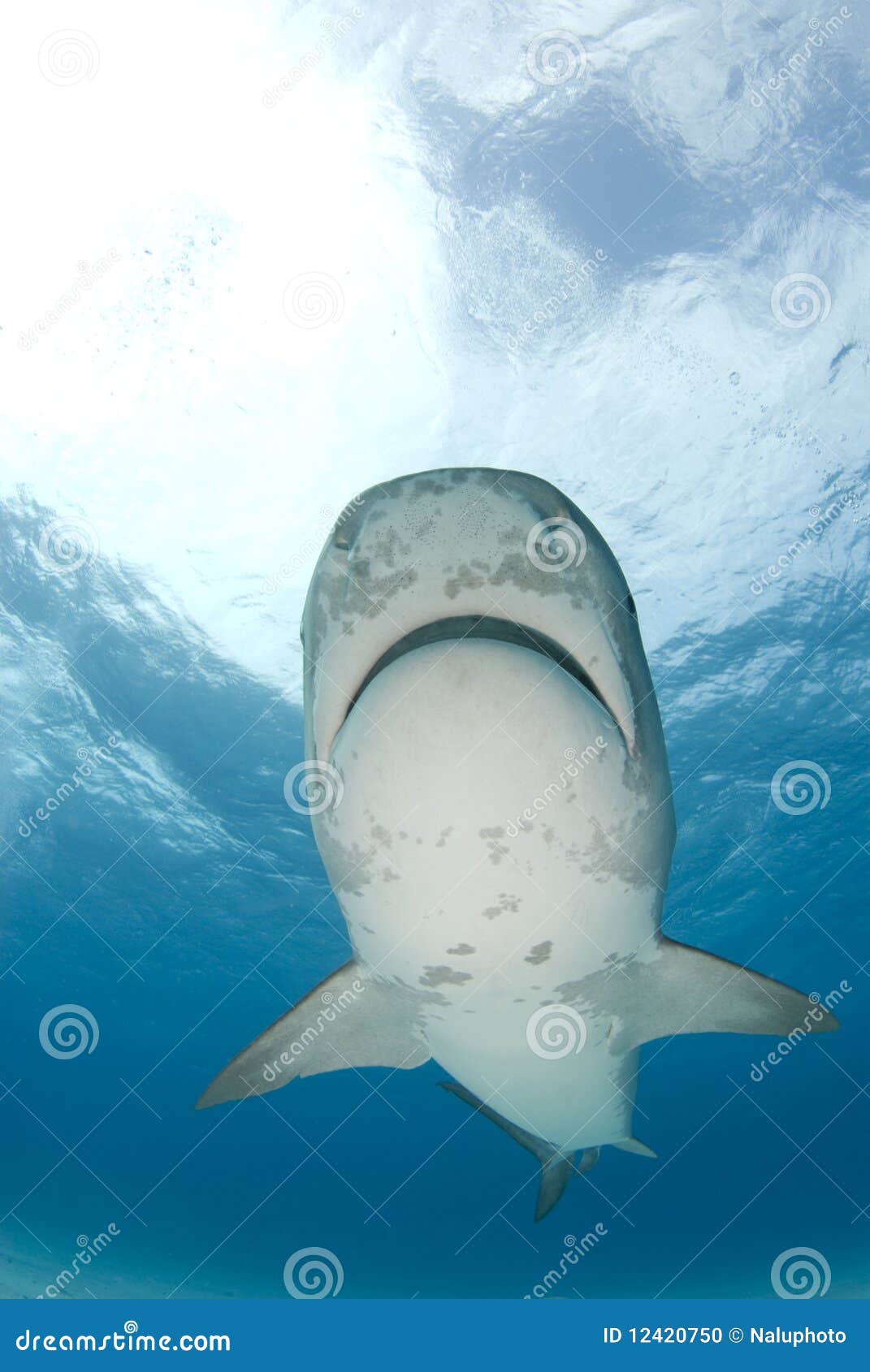 Tiger Shark Swims Overhead stock photo. Image of ocean - 12420750