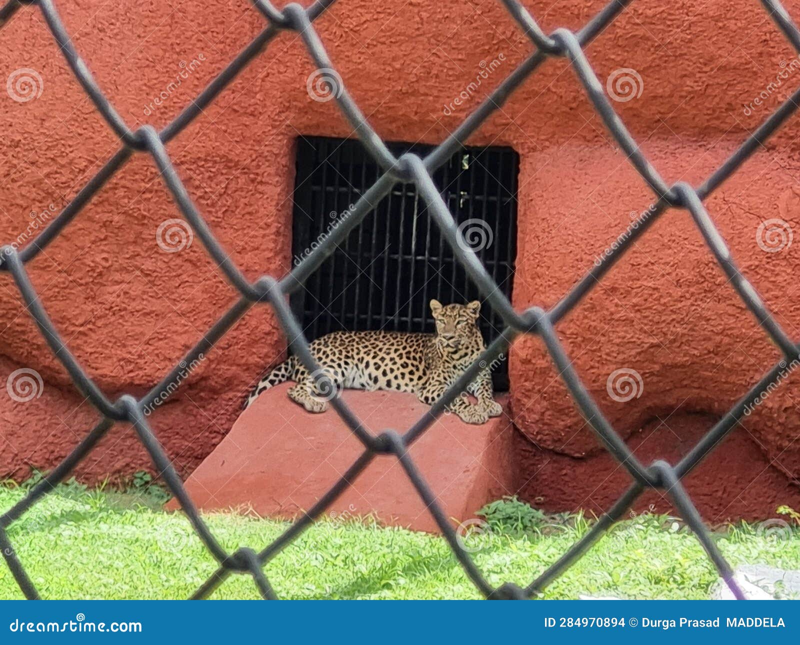 Tiger is always on Sharp Vision To Catch the Target Stock Photo - Image ...