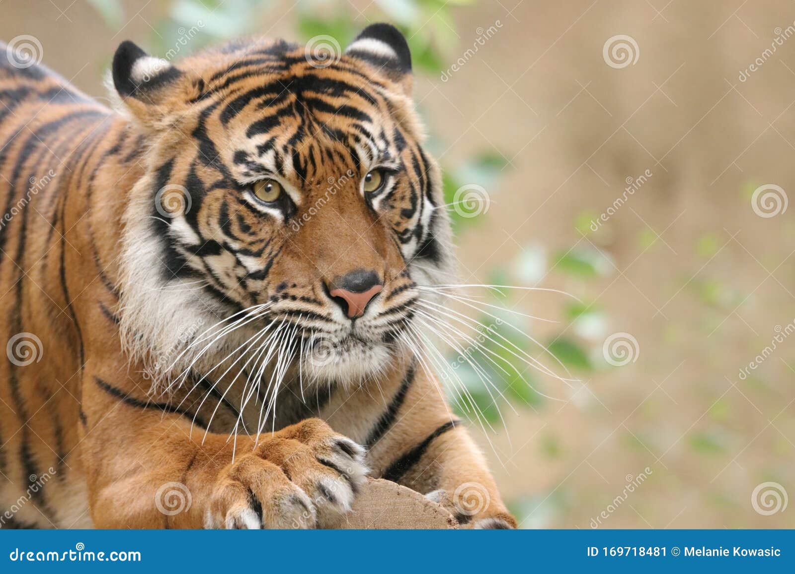 Tiger Yoga stock image. Image of freedom, portrait, india - 169718481