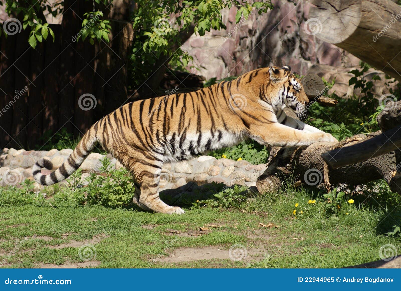 Tiger sharpens its claws stock image. Image of claws - 22944965