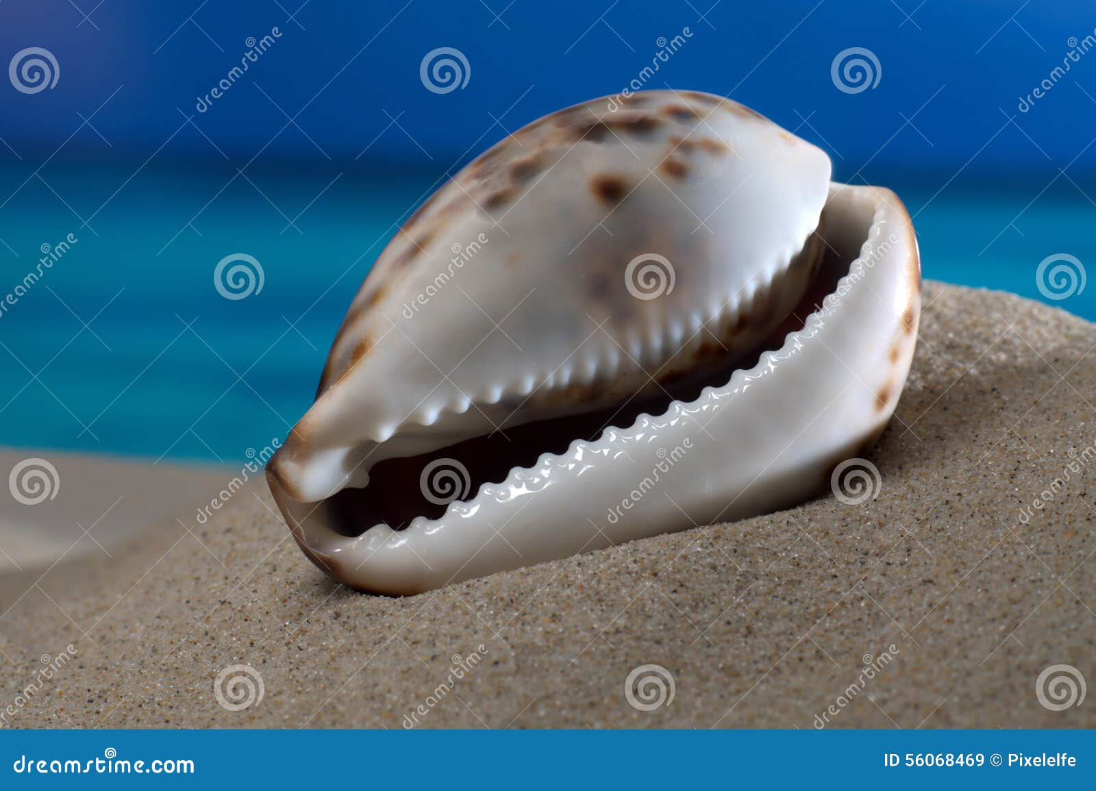 Tiger_shell_beach02 stock image. Image of holiday, summer - 56068469