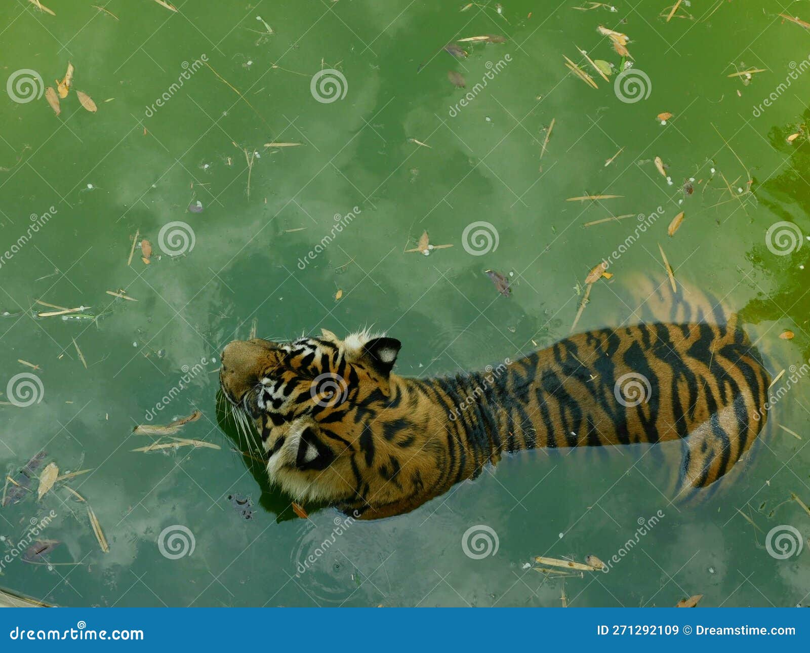 Tiger, Shot from Above View Stock Image - Image of back, exquisite ...
