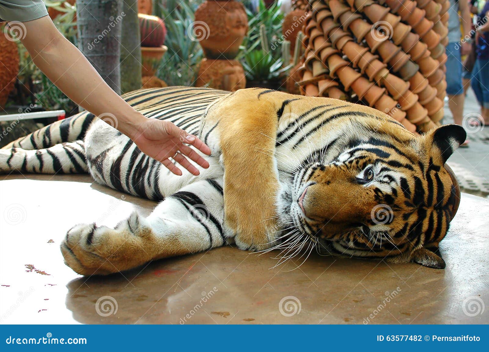 Tiger Paw. Show Leg Foot Behind The Tiger. Feet Of Indian Bengal Tiger ...