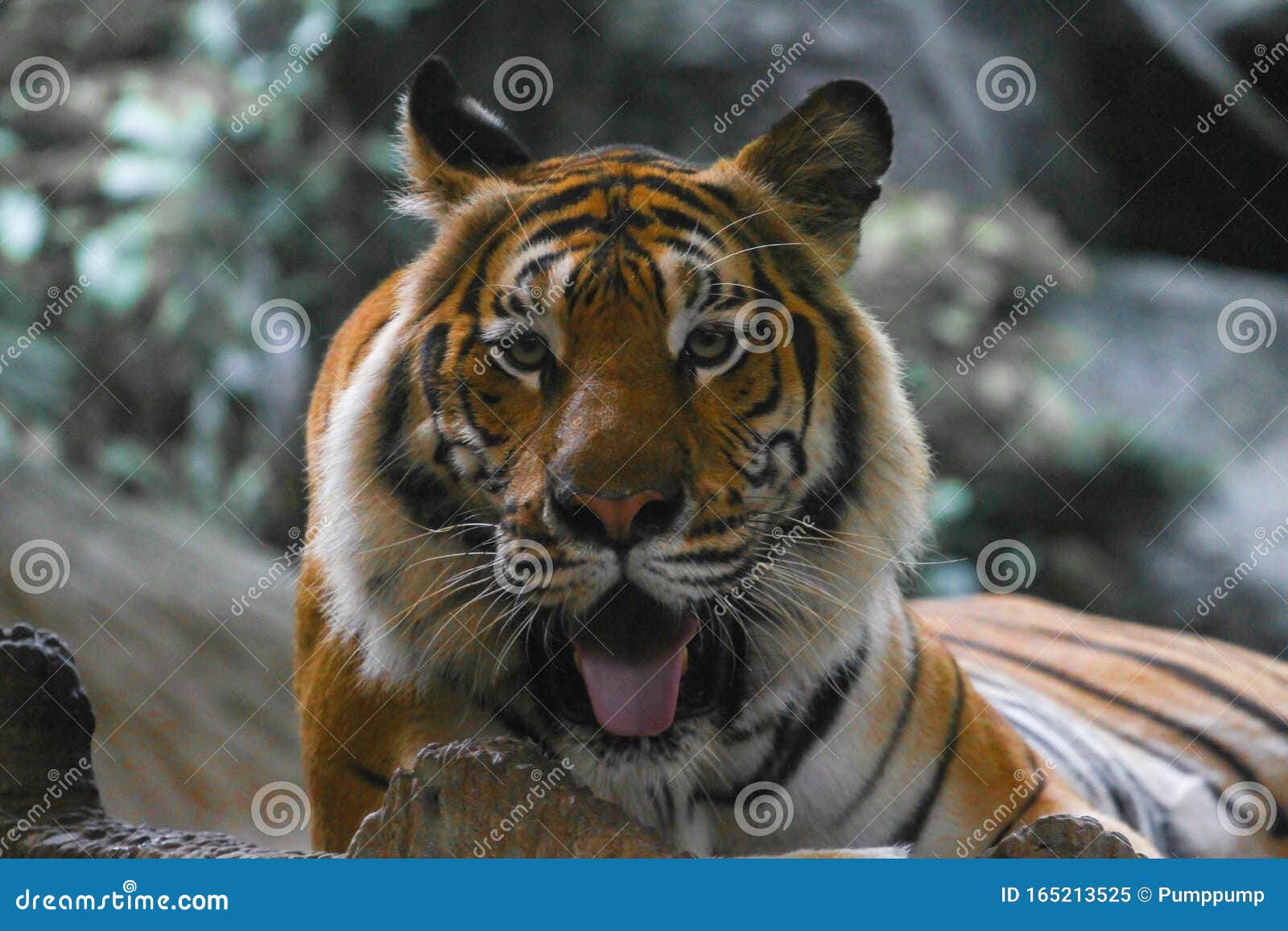 Tiger Paw. Show Leg Foot Behind The Tiger. Feet Of Indian Bengal Tiger ...