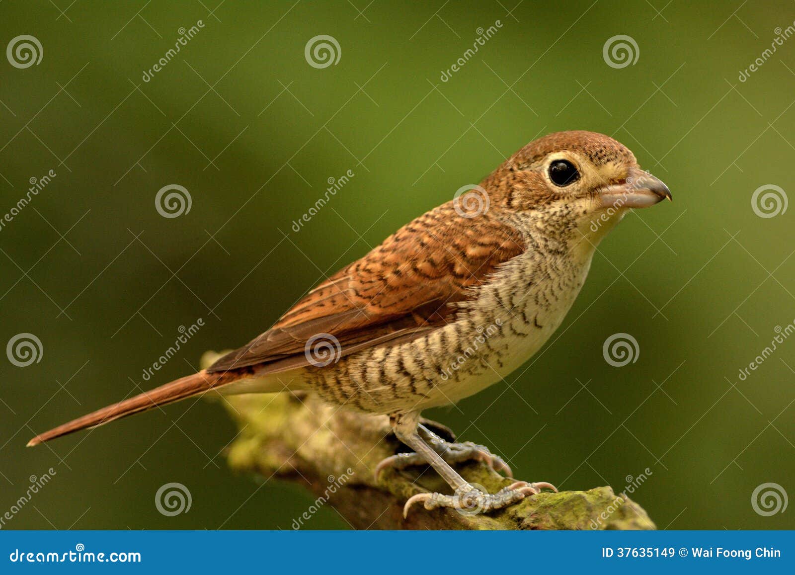 Tiger Shrike. stock image. Image of africa, dhistoire - 37635149