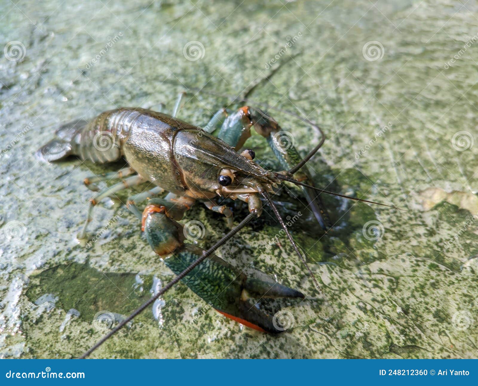 A tiger shrimp on the pool stock photo. Image of pool - 248212360