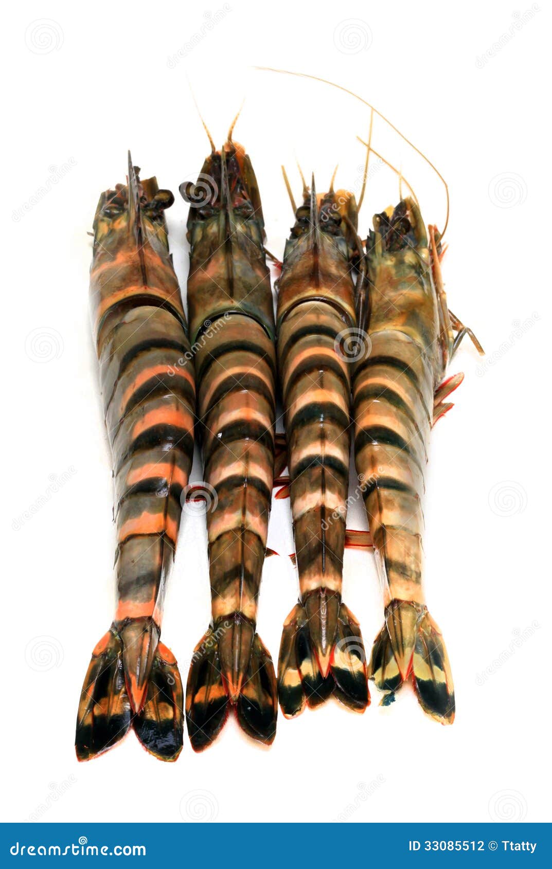Tiger shrimps stock photo. Image of organic, prawns, shrimps - 33085512