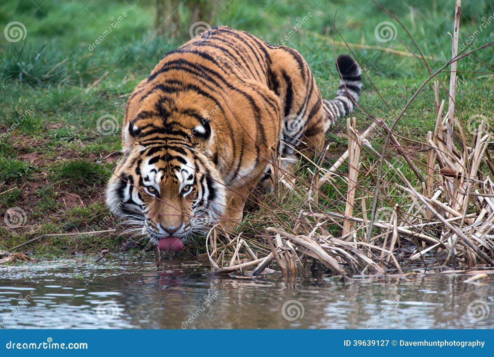 Tiger stock image. Image of hunter, species, wild, tigris - 39639127