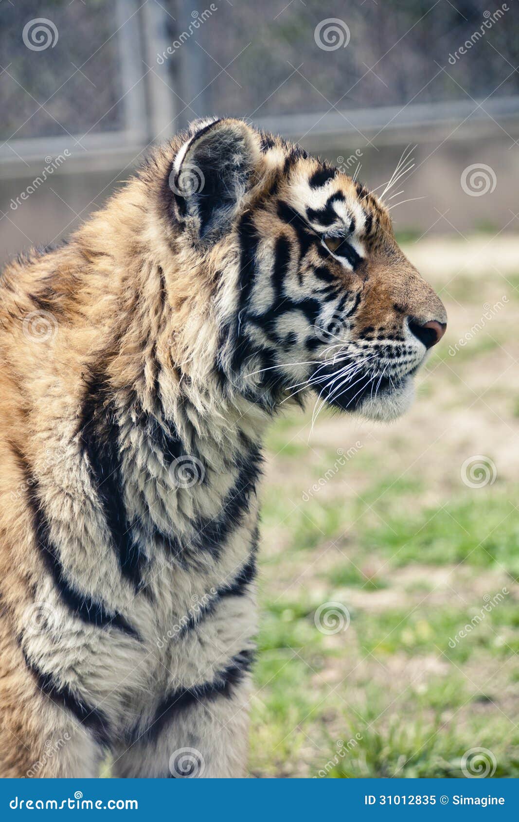 Tiger stock image. Image of grass, feral, africa, wild - 31012835