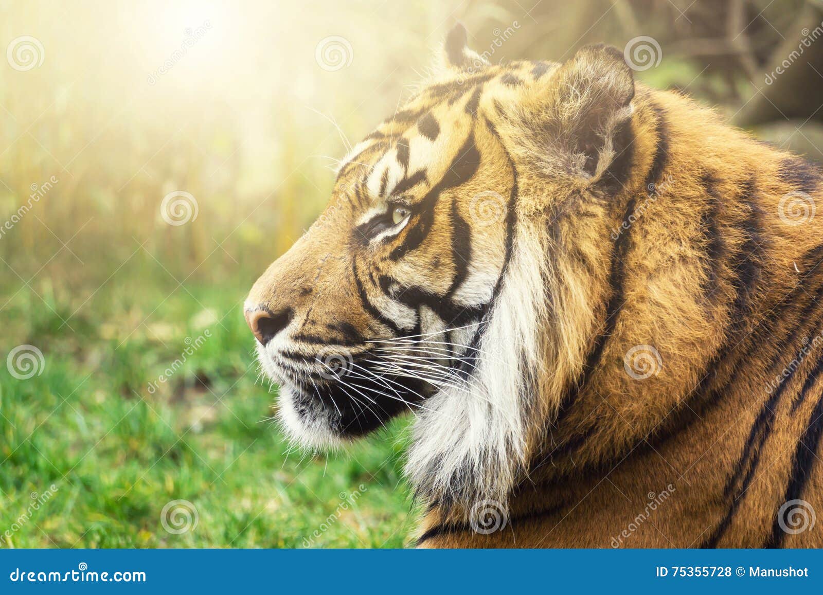 Siberian Tiger Face Profile
