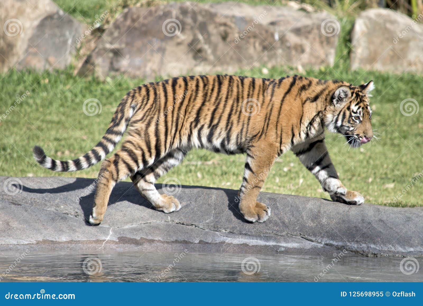 Tiger Side View stockbild. Bild von seite, braun, pelz - 125698955
