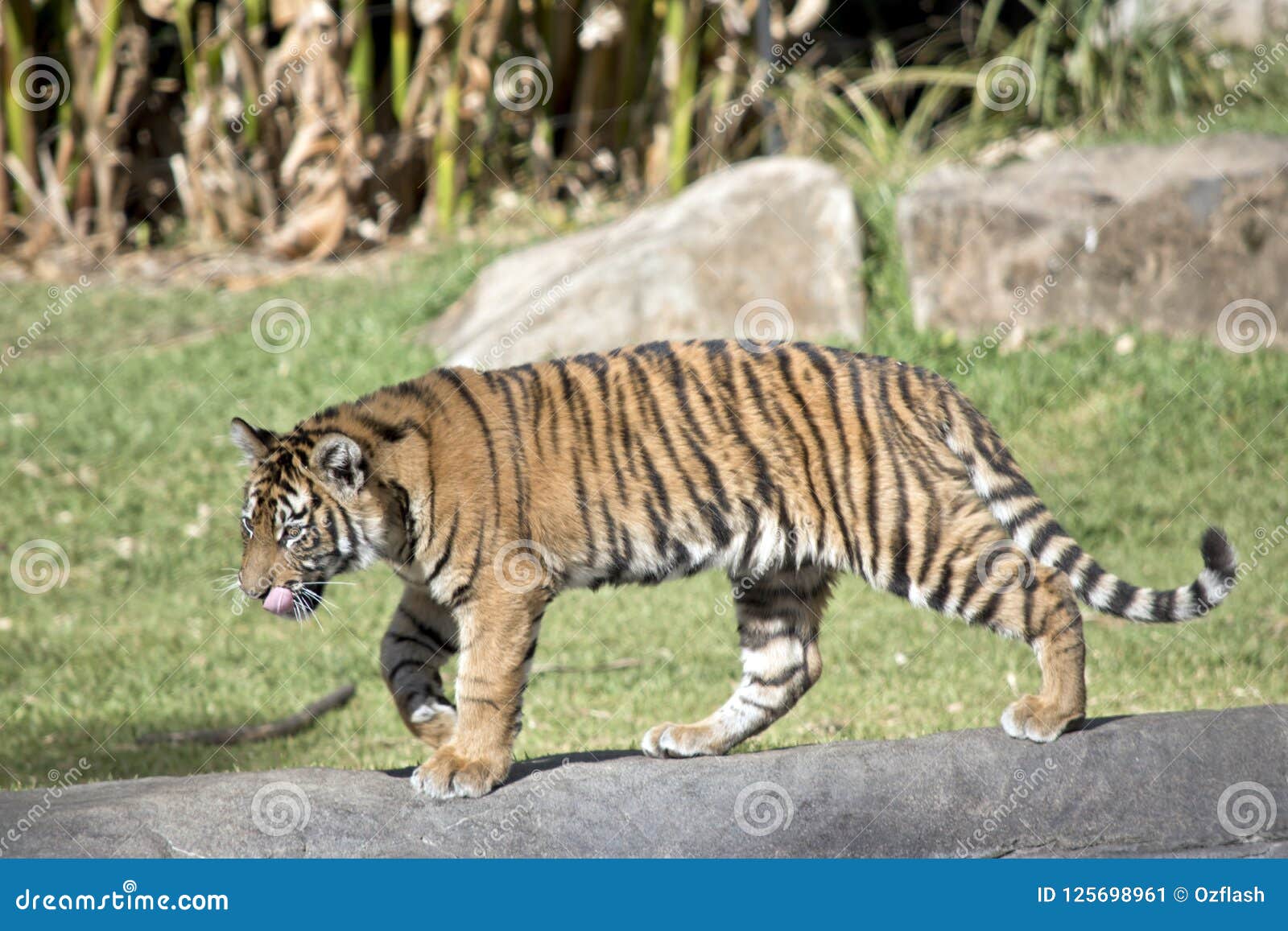 Tiger side view stock image. Image of whiskers, long - 125698961