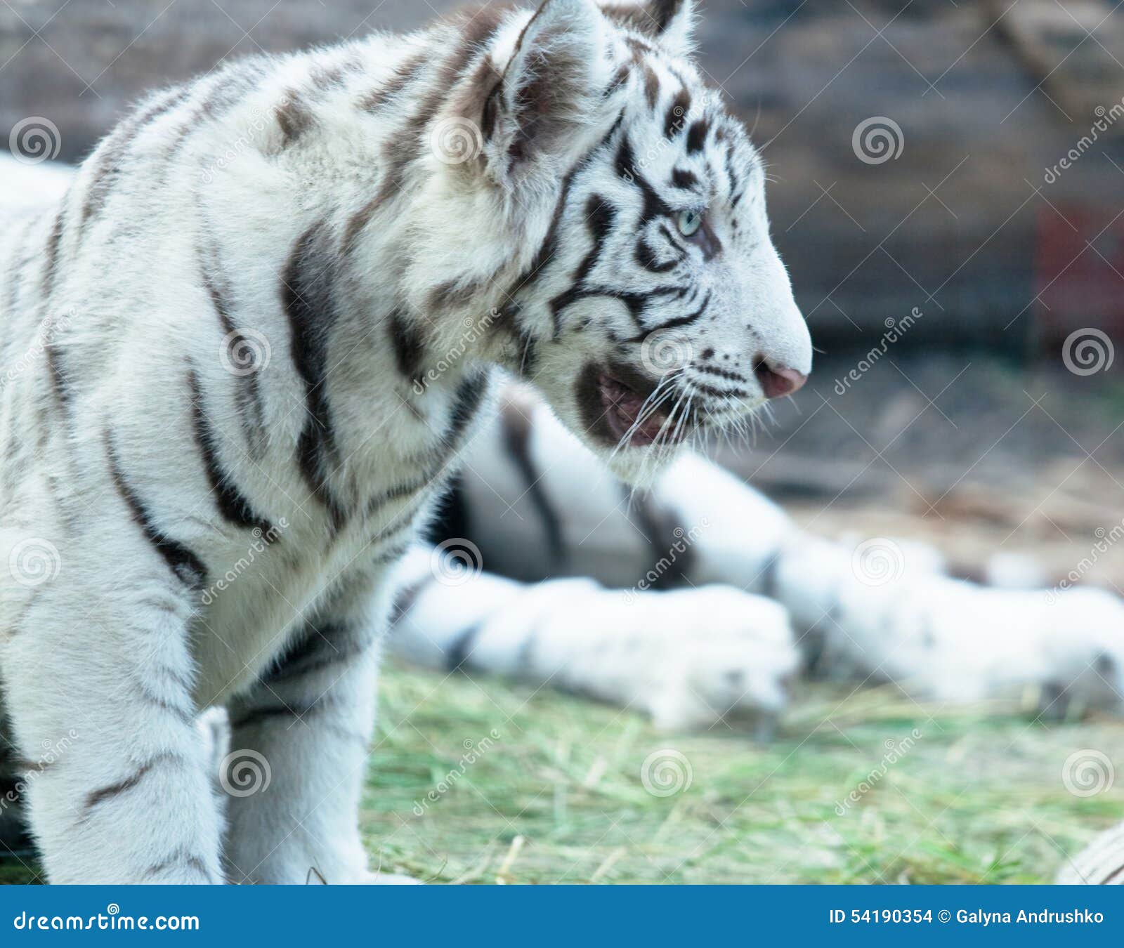 Tiger stock photo. Image of striped, animal, rare, feline - 54190354