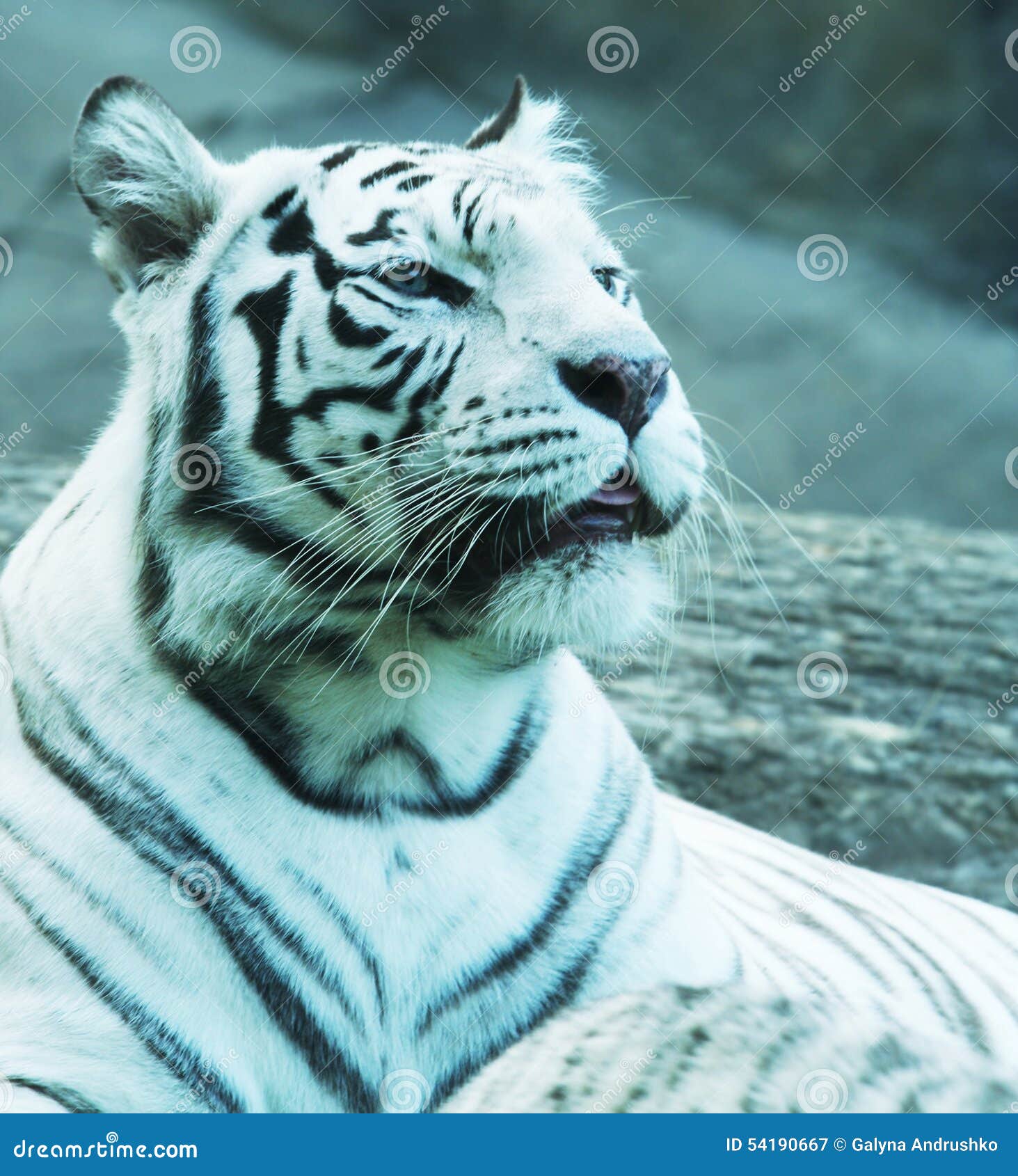 Tiger stock image. Image of wildlife, tiger, predator - 54190667