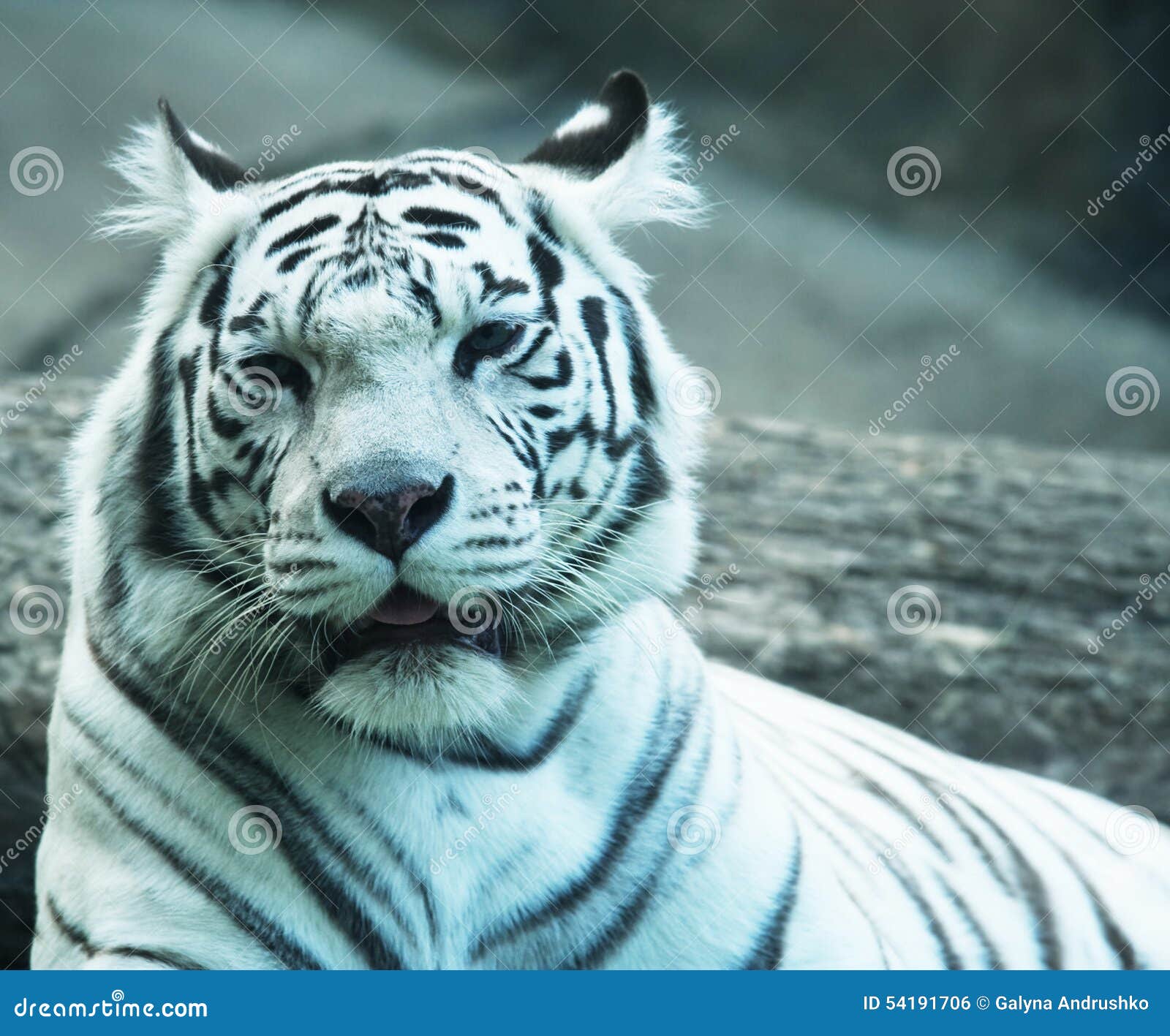 Tiger stock photo. Image of exotic, feline, tiger, wildlife - 54191706