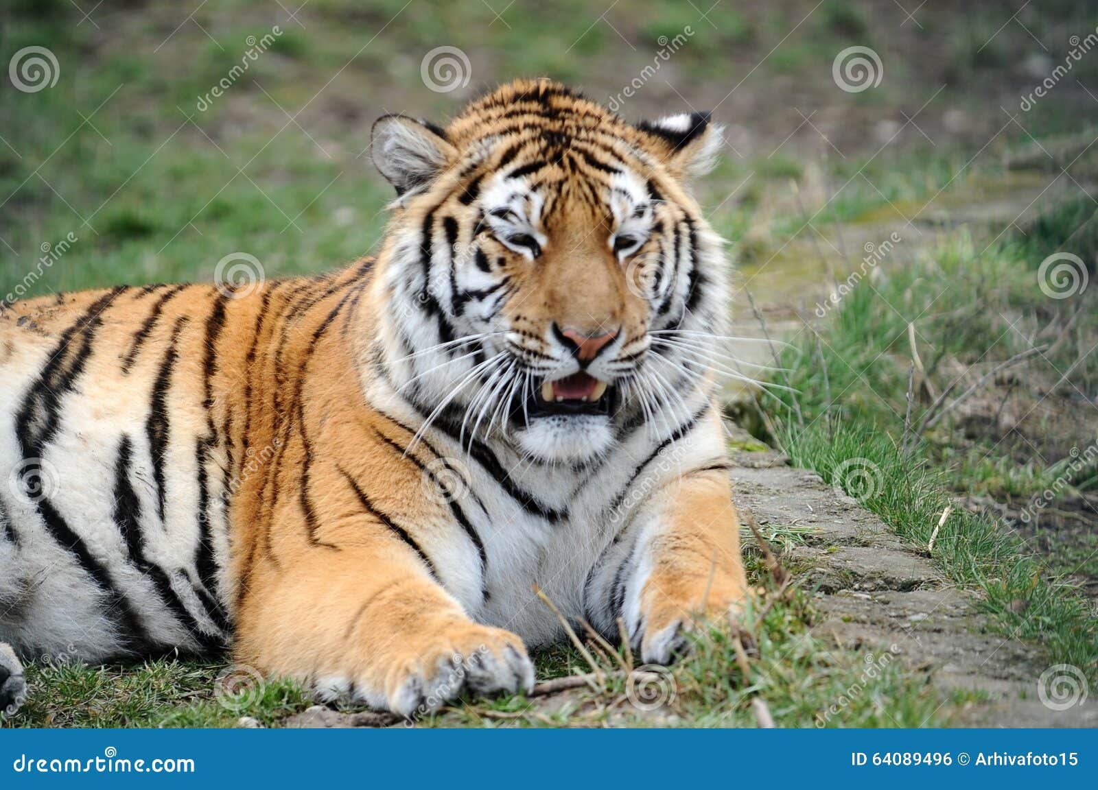 Tiger stock photo. Image of head, body, nature, face - 64089496
