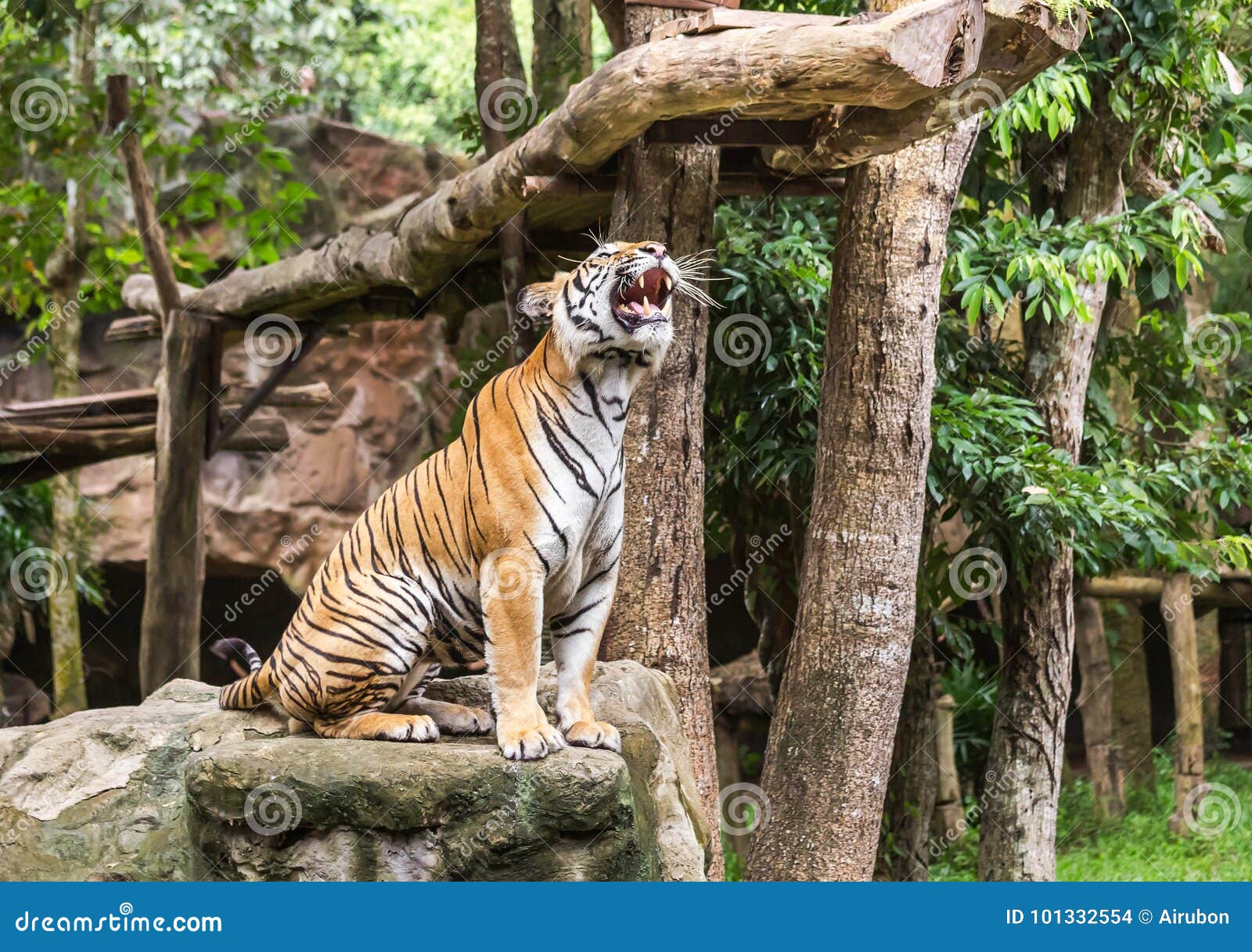 Tiger Sit in Action Roaring Stock Photo - Image of angry, bengal: 101332554