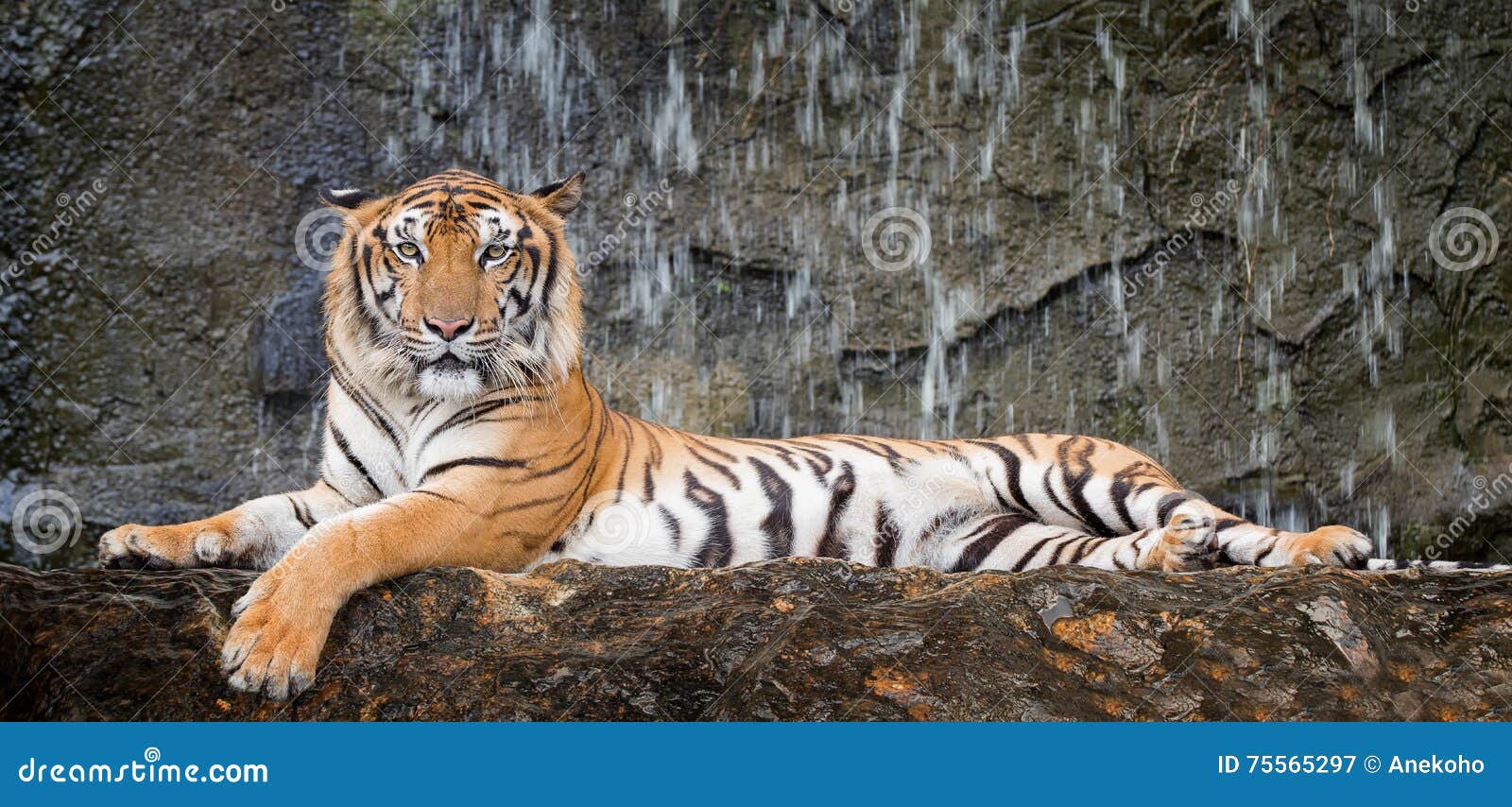 Tiger sit in deep wild stock image. Image of attack, aggression - 75565297