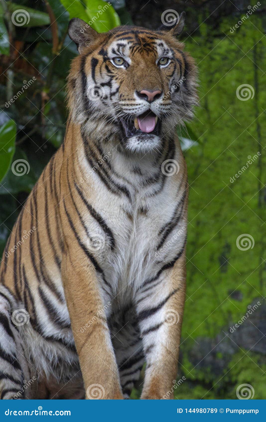Tiger sit down in forest stock image. Image of sitting - 144980789