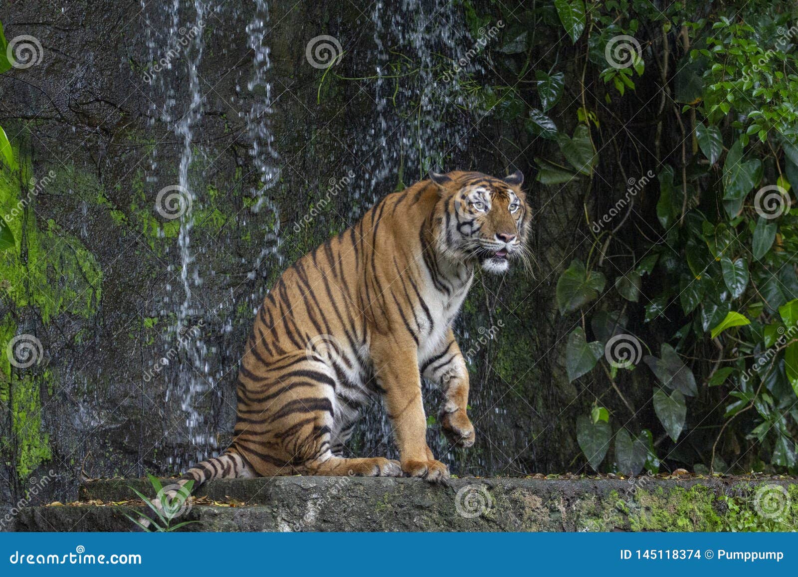 Tiger Sit Down in Front of Waterfall Stock Photo - Image of asian ...