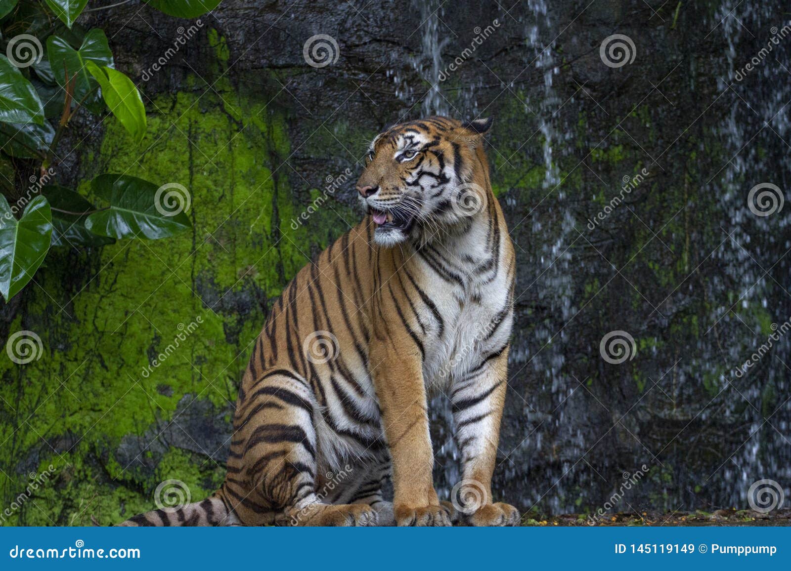 Tiger Sit Down in Front of Waterfall Stock Image - Image of endangered ...