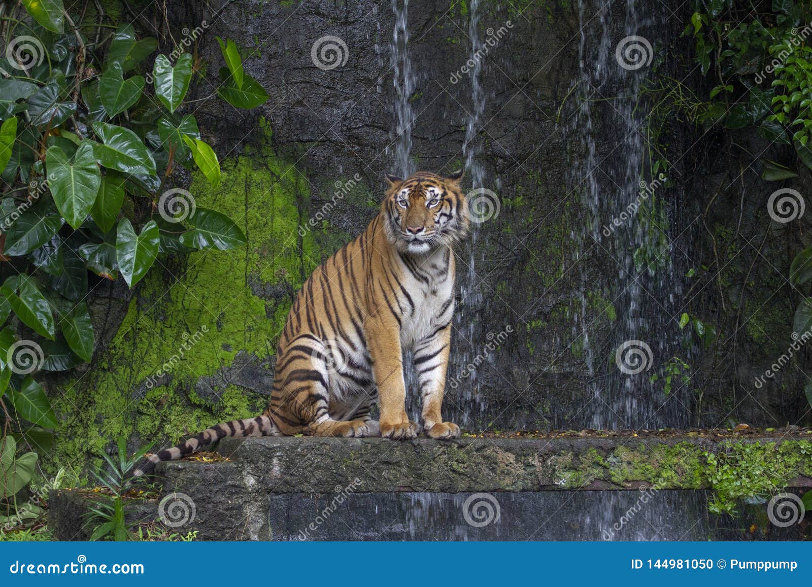 Tiger Sit Down in Front of Waterfall Stock Photo - Image of portrait ...