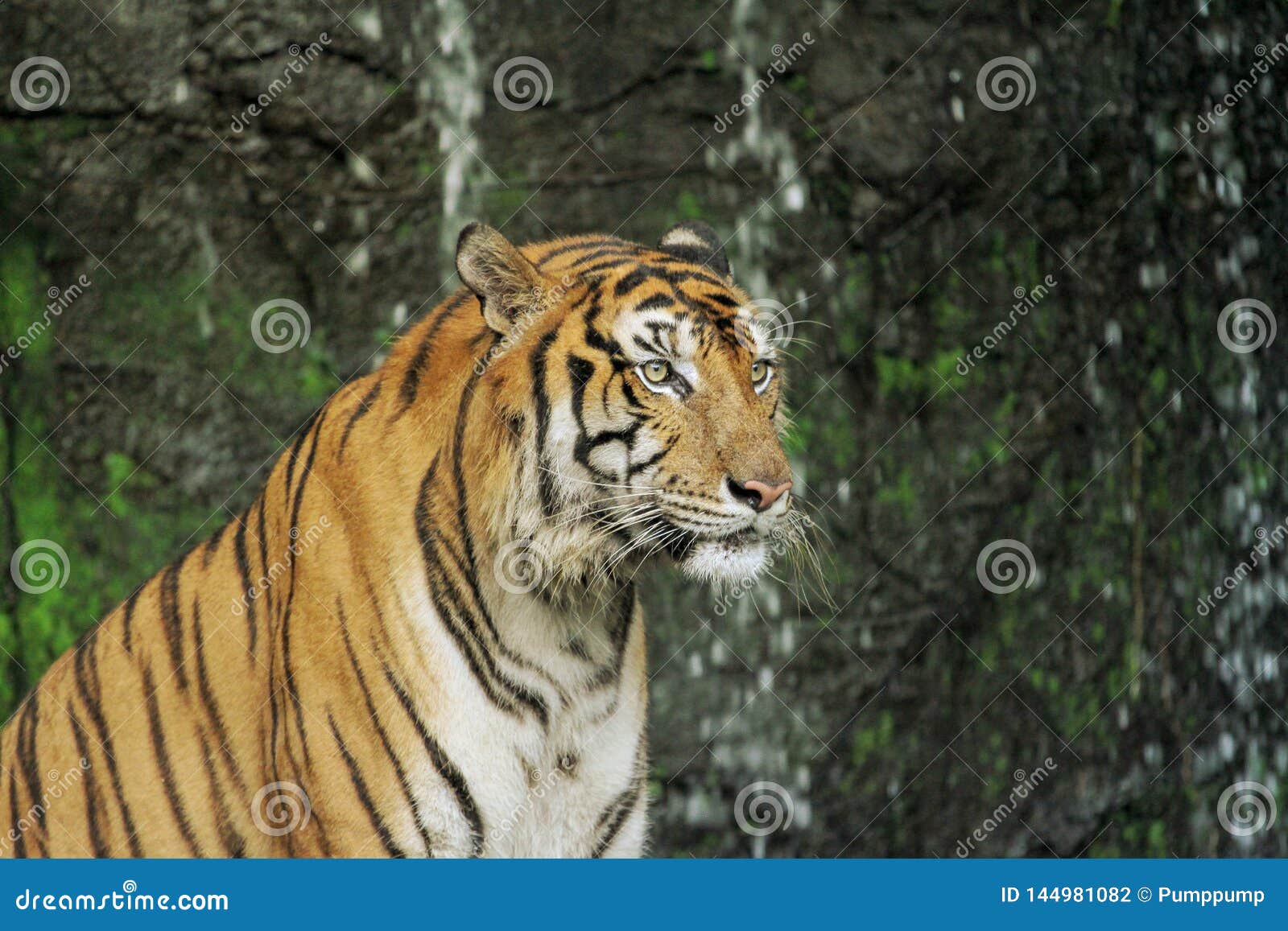 Tiger Sit Down in Front of Waterfall Stock Photo - Image of nature ...