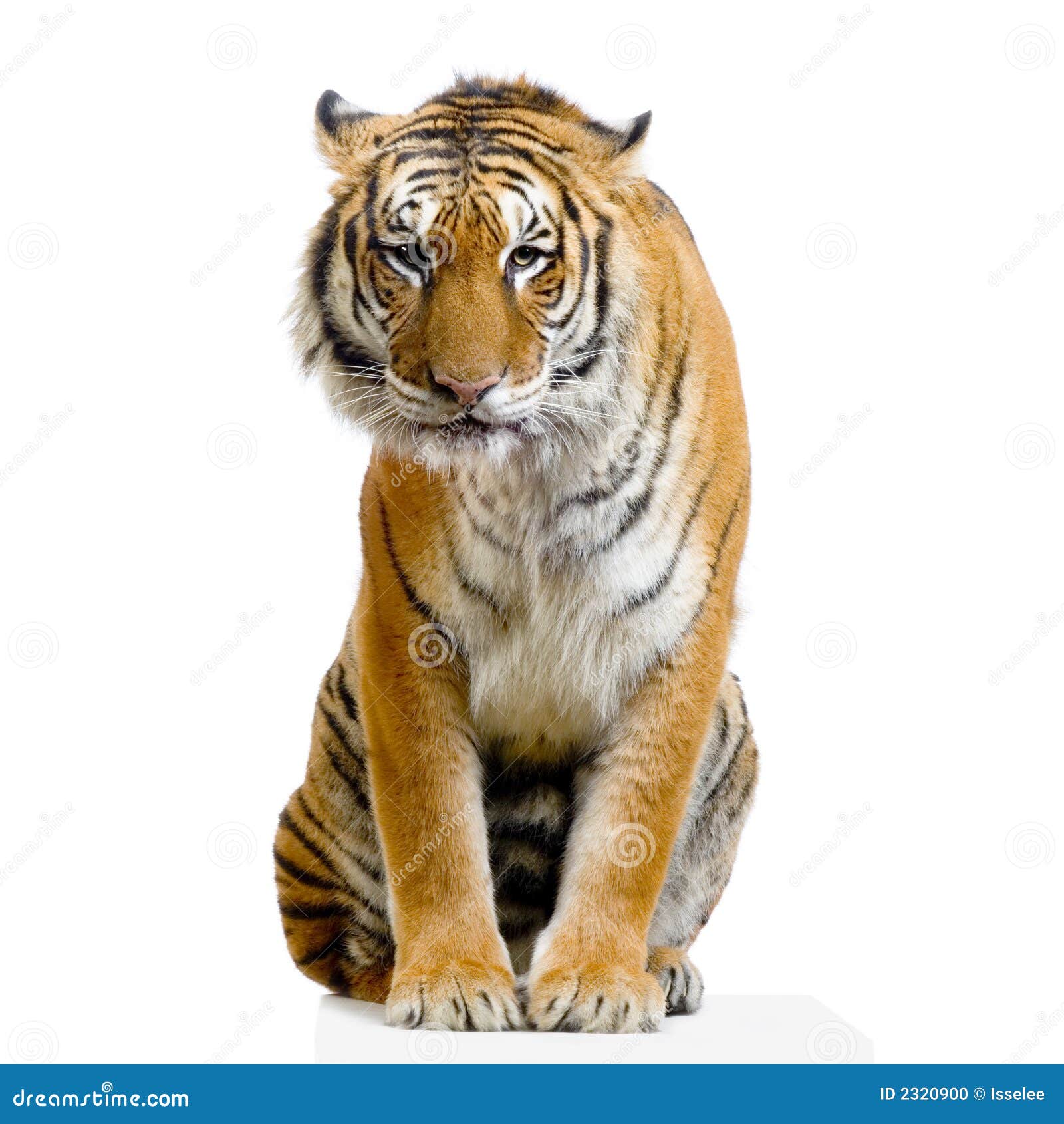 Tiger sitting stock photo. Image of animal, circus, purebred - 2320900