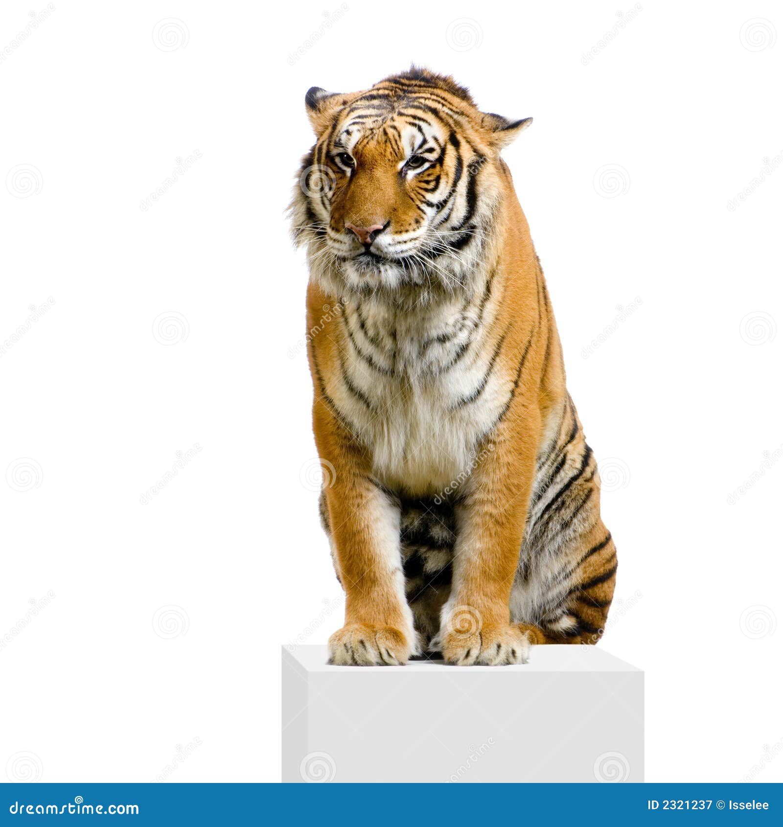 Tiger sitting stock image. Image of furry, studio, cruel - 2321237