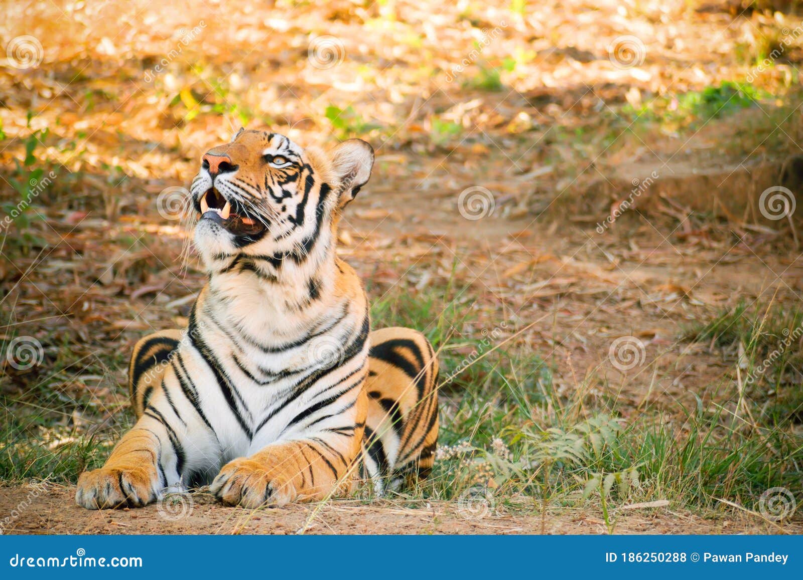 Tiger is Sitting Under the Shadow. Stock Photo - Image of carnivore ...
